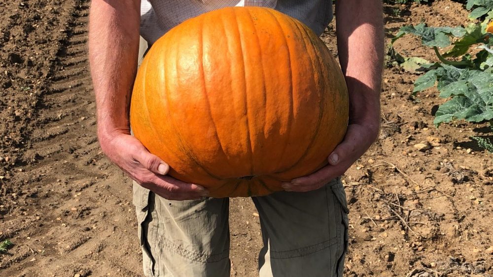 The Secret Farm - PYO in Bedfordshire