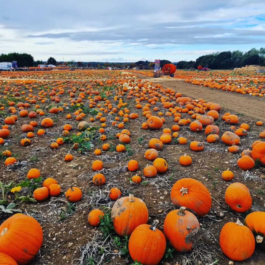 The Secret Farm - PYO in Bedfordshire