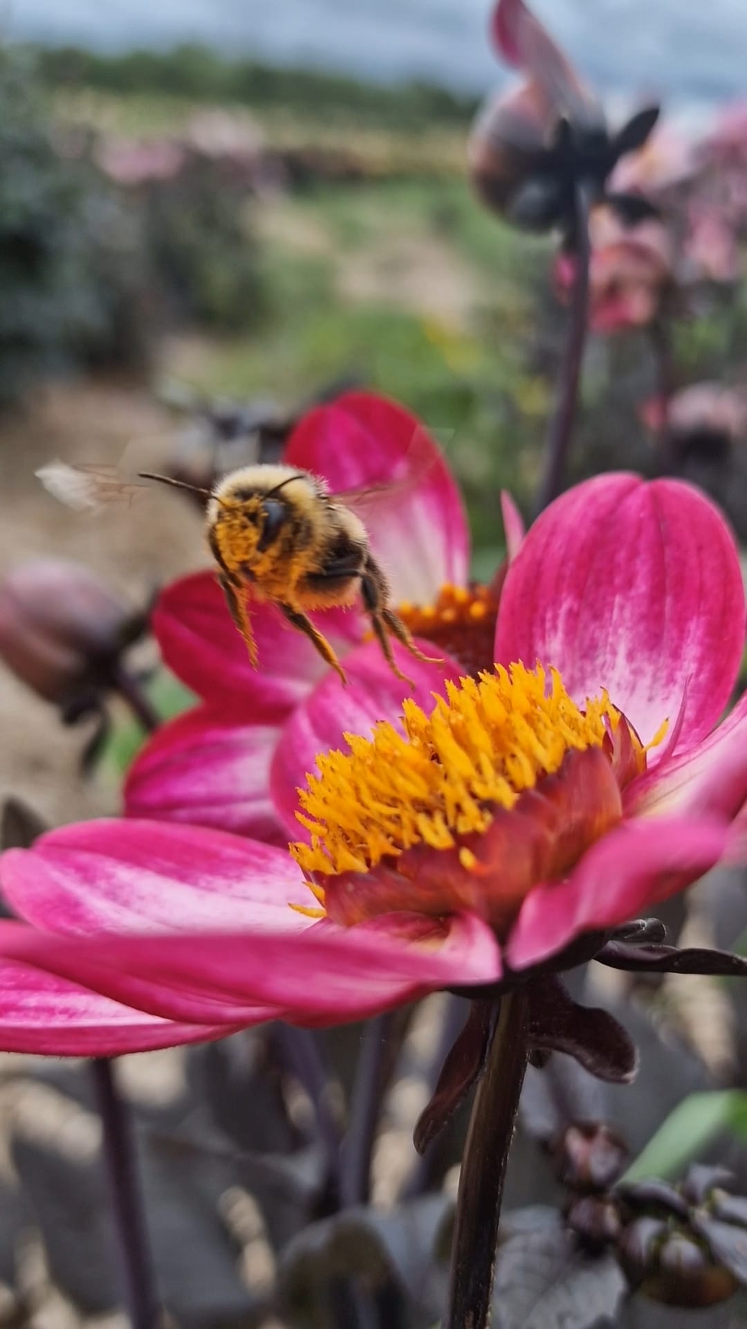 The Secret Farm - Pick Your Own - PYO in Bedfordshire