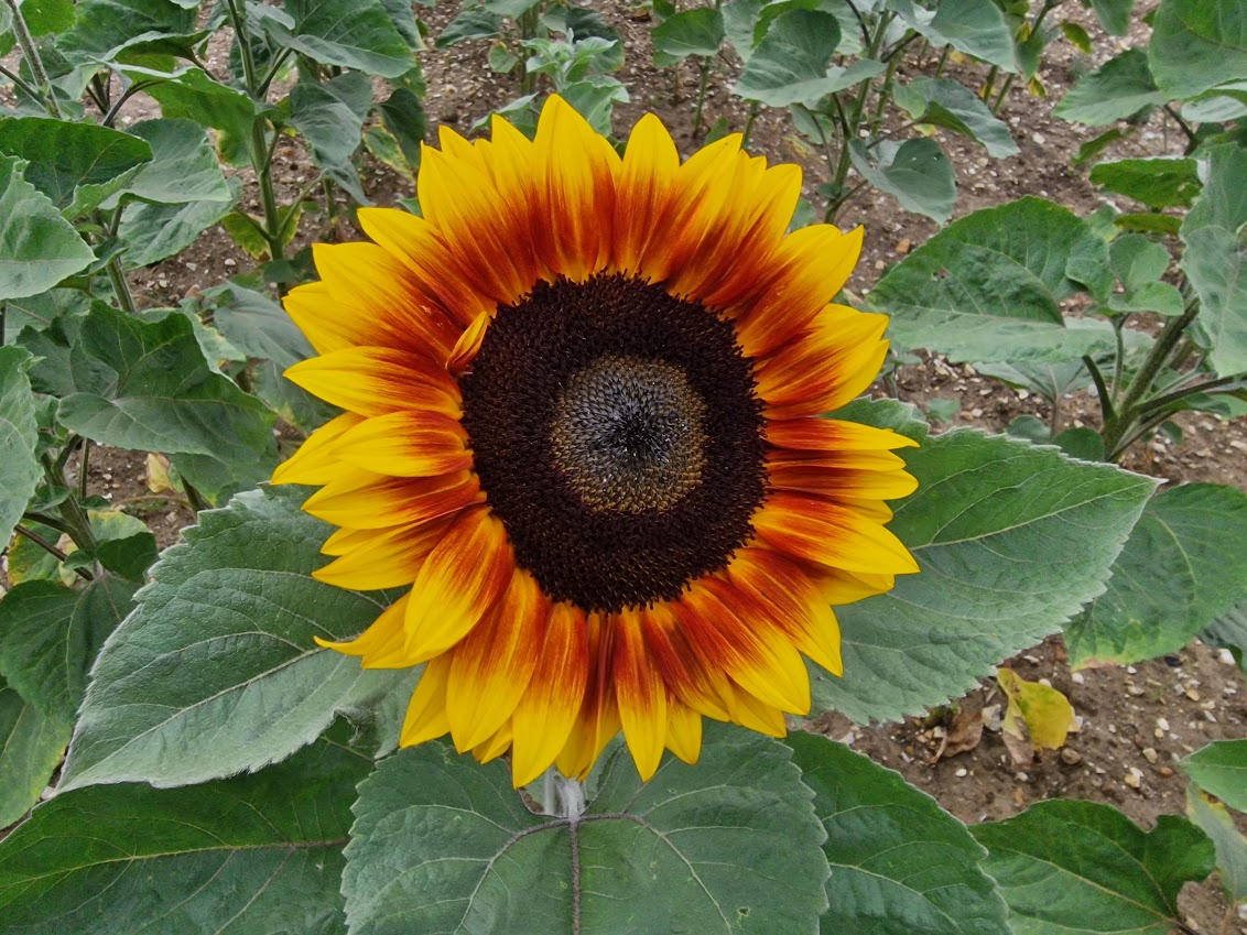 Radiant Blooms: Creative and Heartwarming Things to Do with Picked ...