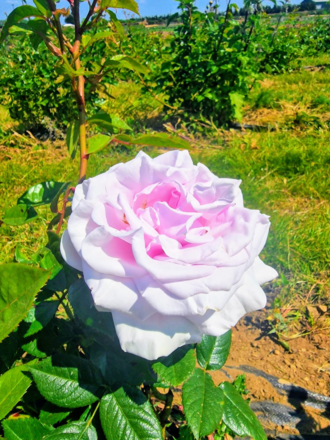 The Secret Farm - Pick Your Own - PYO in Bedfordshire