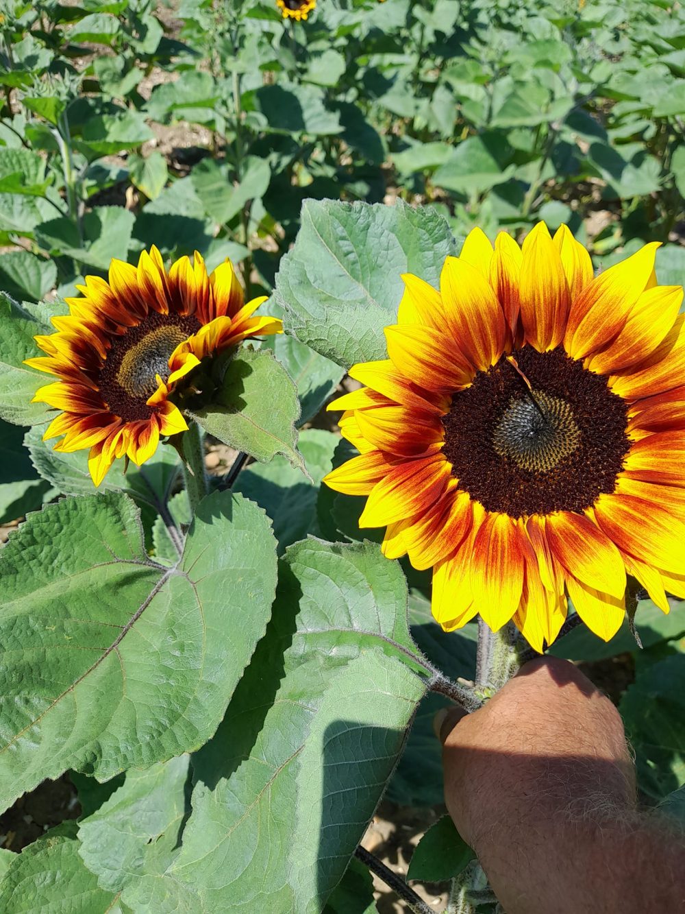 The Secret Farm - Pick Your Own - PYO in Bedfordshire