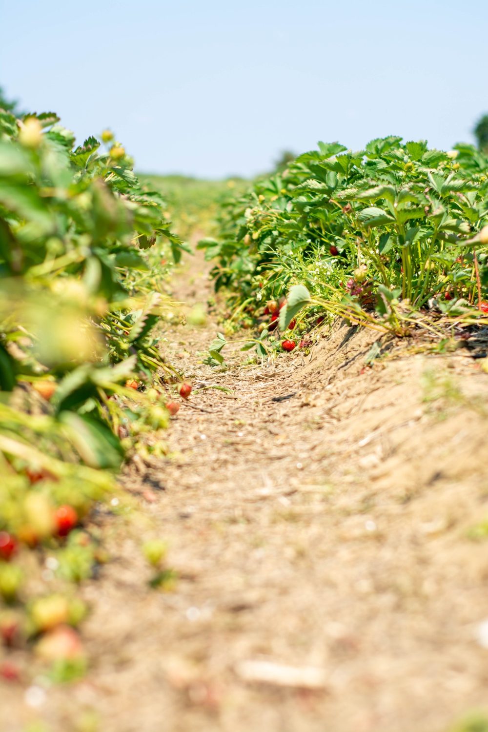 The Secret Farm - Pick Your Own - PYO in Bedfordshire
