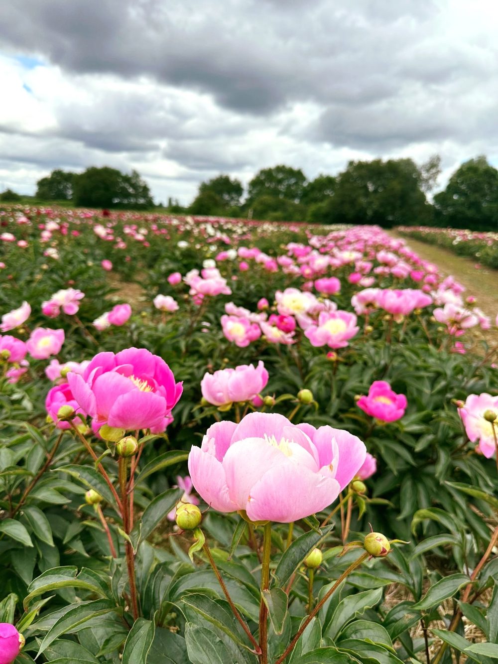 The Secret Farm's PYO Peonies Photos May 2024 - The Secret Farm - PYO ...