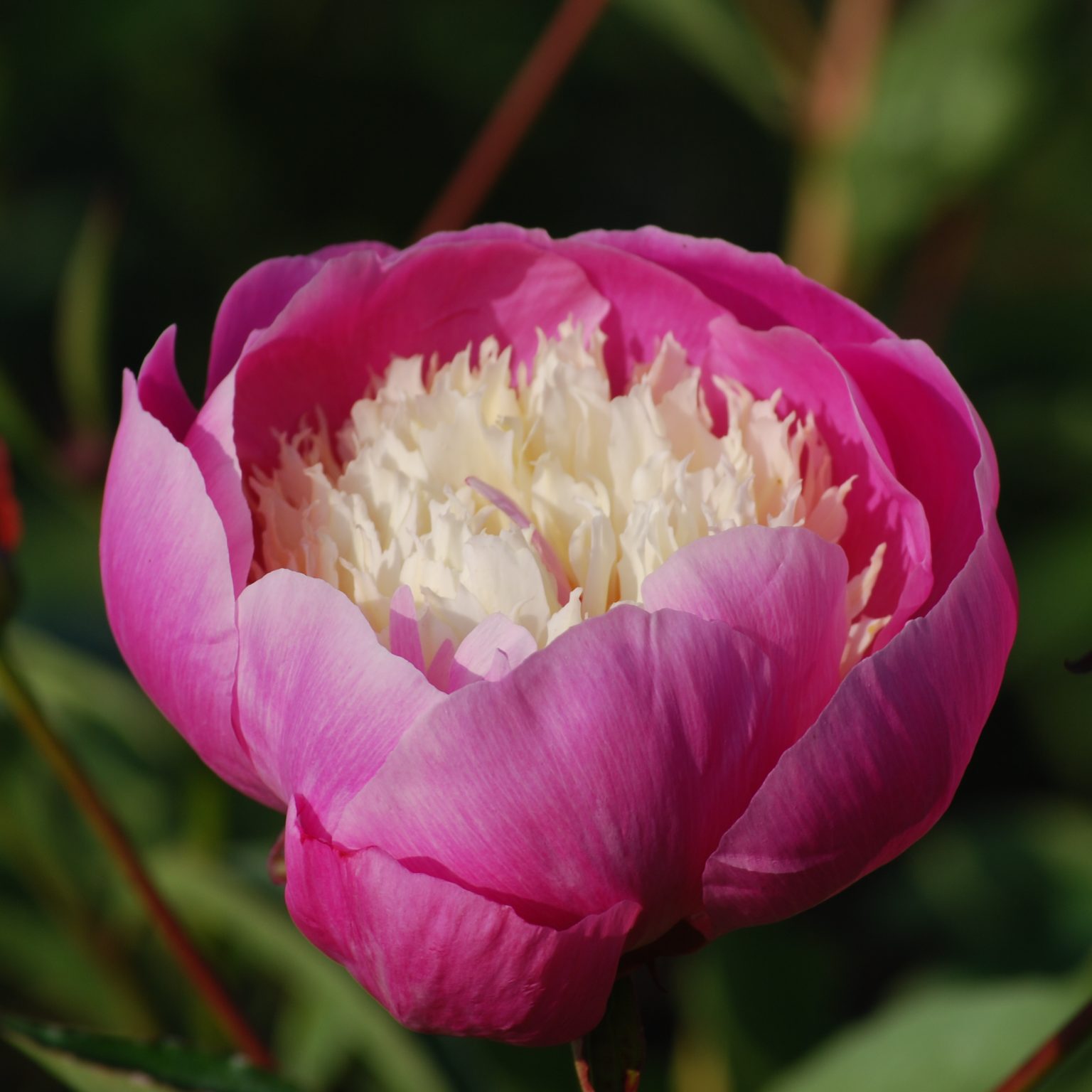 The Timeless Beauty of Peonies: A Guide to Growing and Enjoying These ...