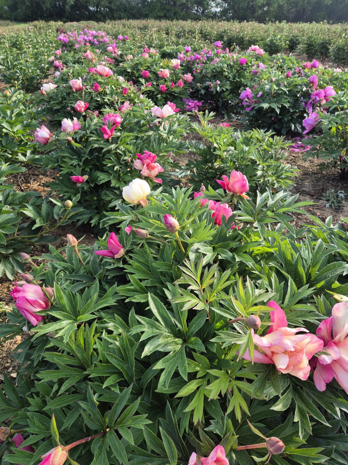 The Secret Farm - Pick Your Own - PYO in Bedfordshire