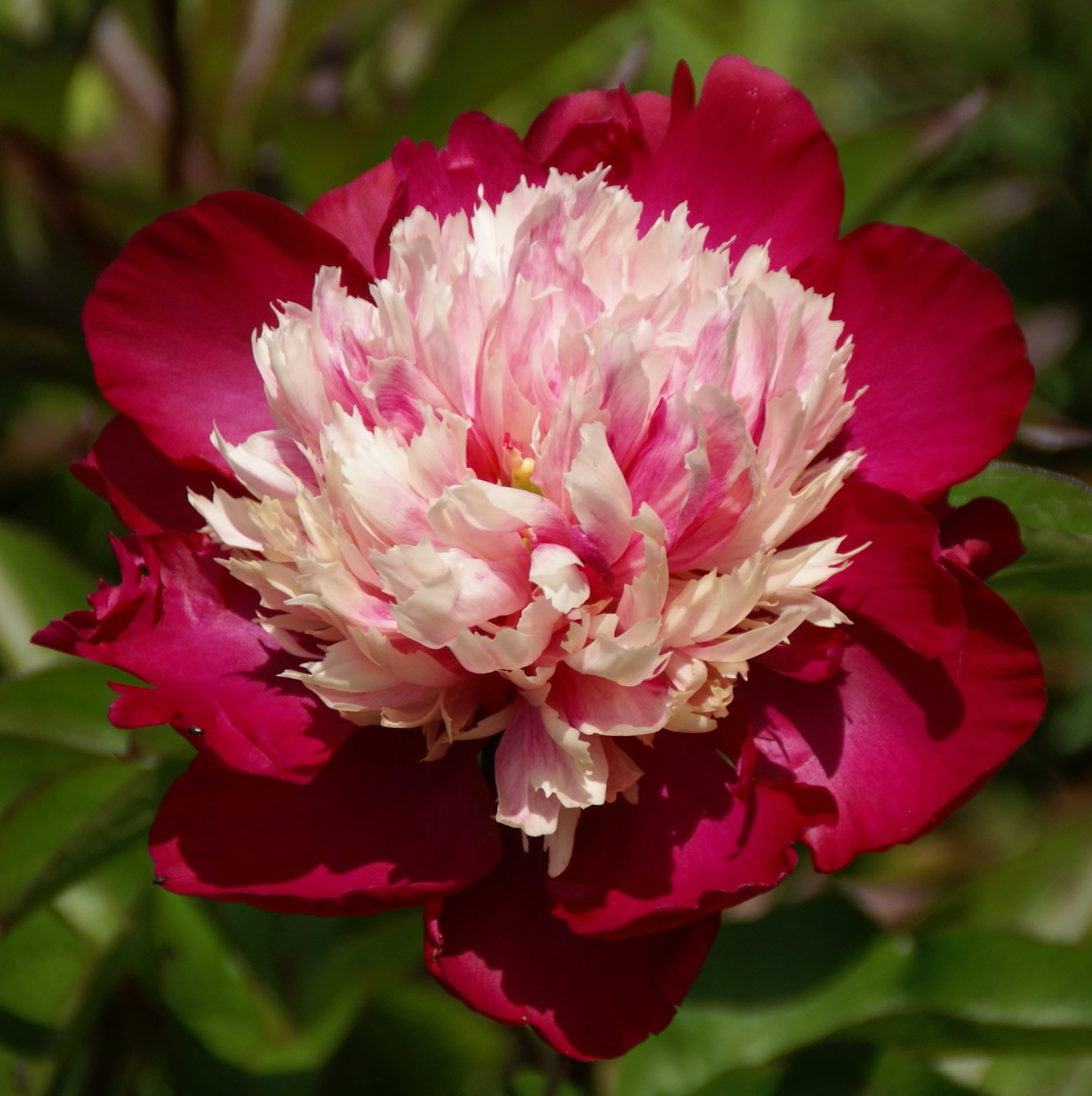 The Timeless Beauty of Peonies: A Guide to Growing and Enjoying These ...