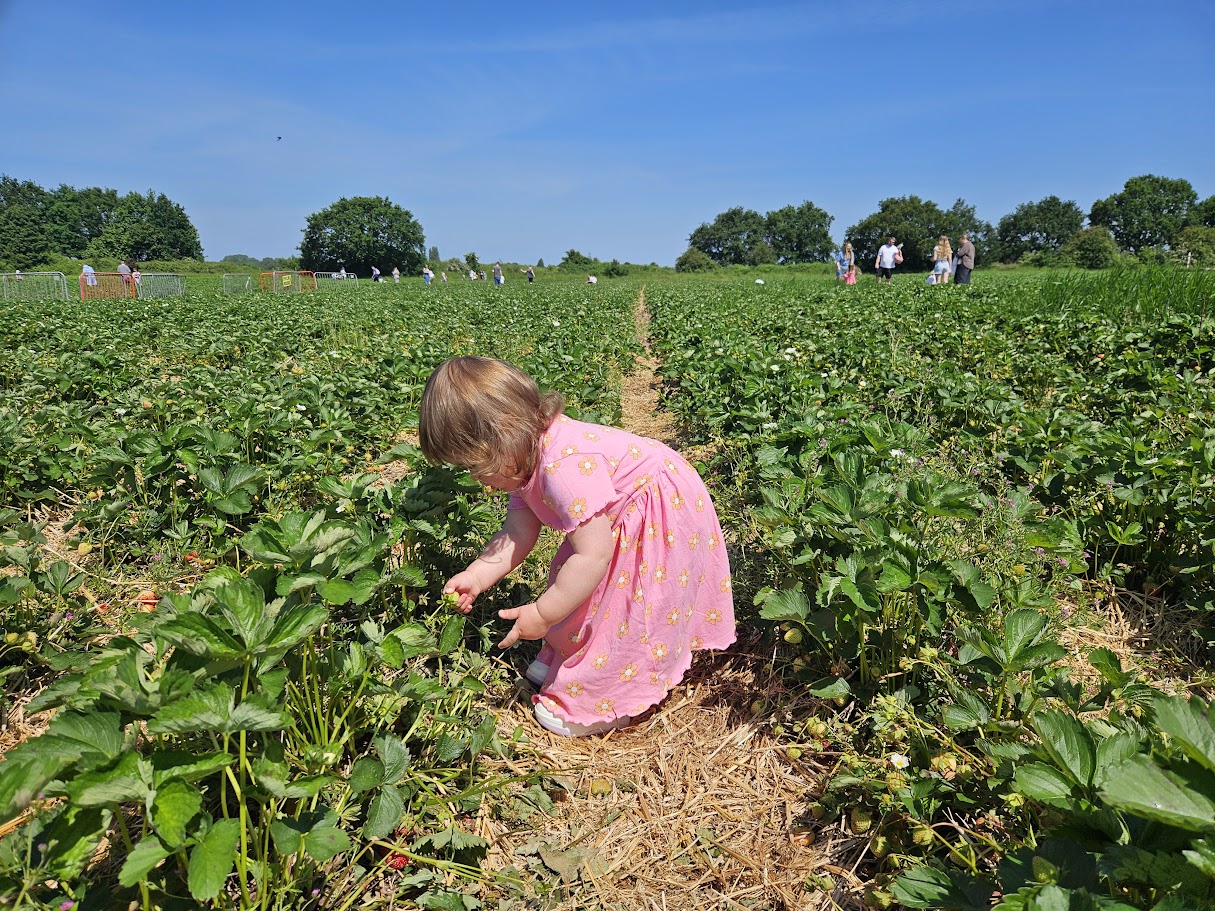 PYO Strawberries May 2024 - The Secret Farm - PYO in Bedfordshire