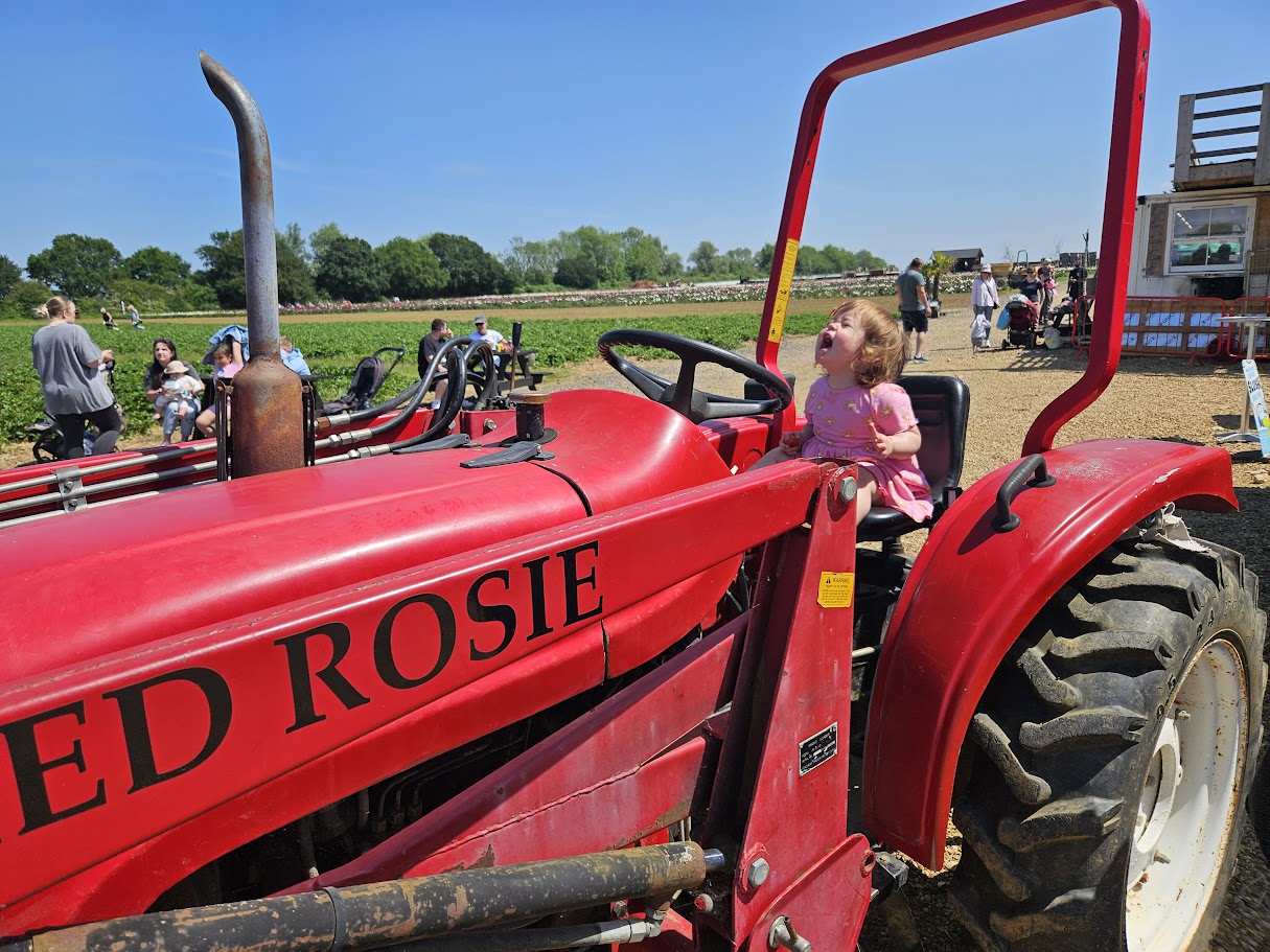 PYO Strawberries May 2024 - The Secret Farm - PYO in Bedfordshire