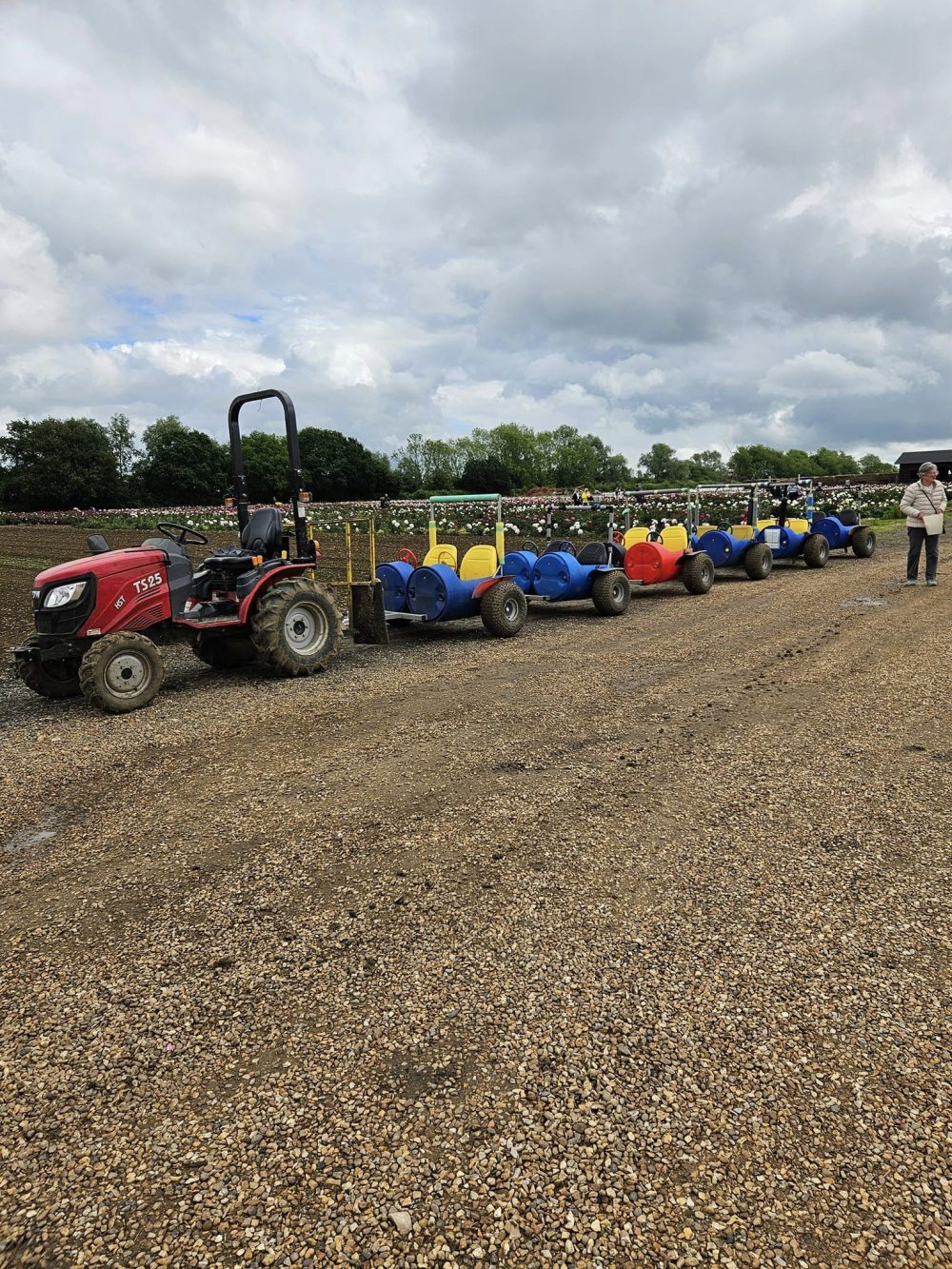 PYO Strawberries May 2024 - The Secret Farm - PYO in Bedfordshire
