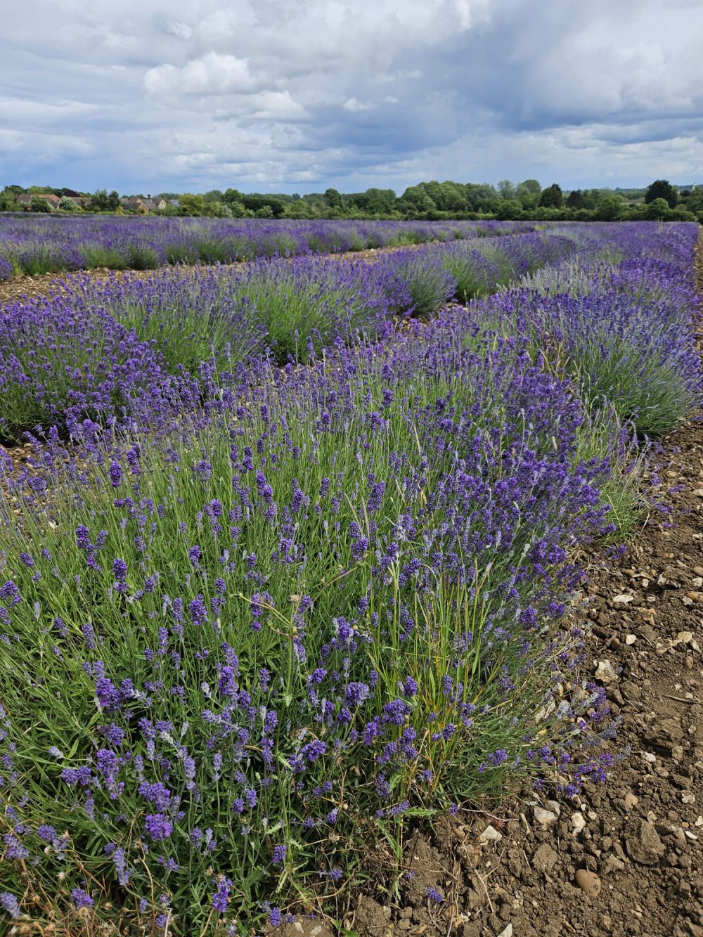 How to Dry Your Lavender at Home - The Secret Farm - PYO in Bedfordshire