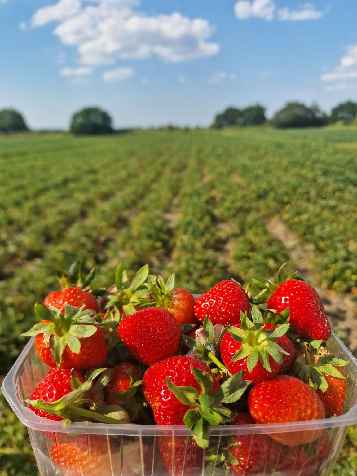 The Secret Farm PYO - 2025 - The Secret Farm