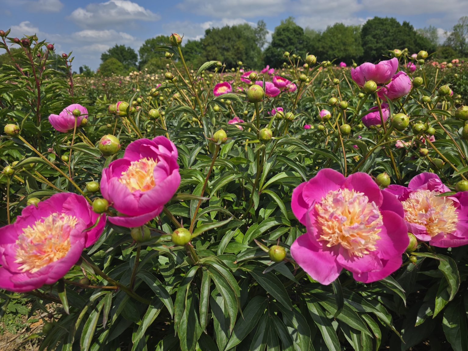 Tickets Archives - The Secret Farm