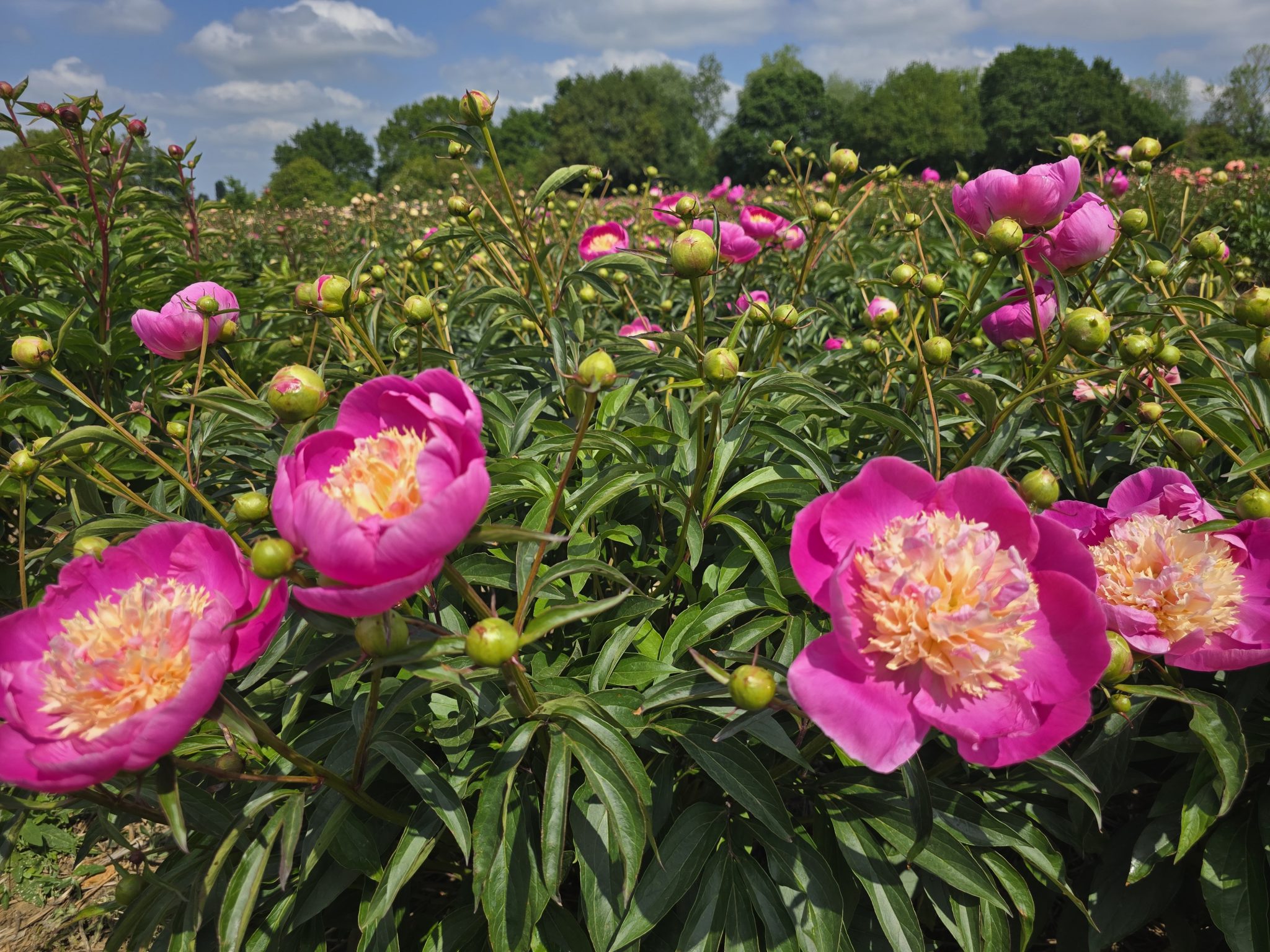 Tickets Archives - The Secret Farm