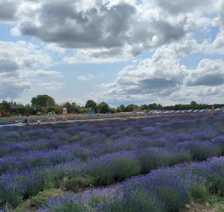 The Secret Farm PYO - 2025 - The Secret Farm