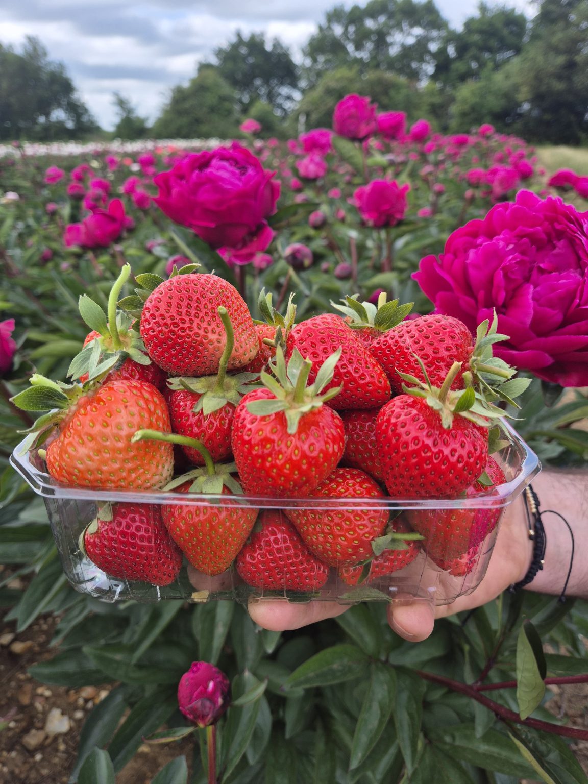 The Secret Farm - Pick Your Own - PYO in Bedfordshire