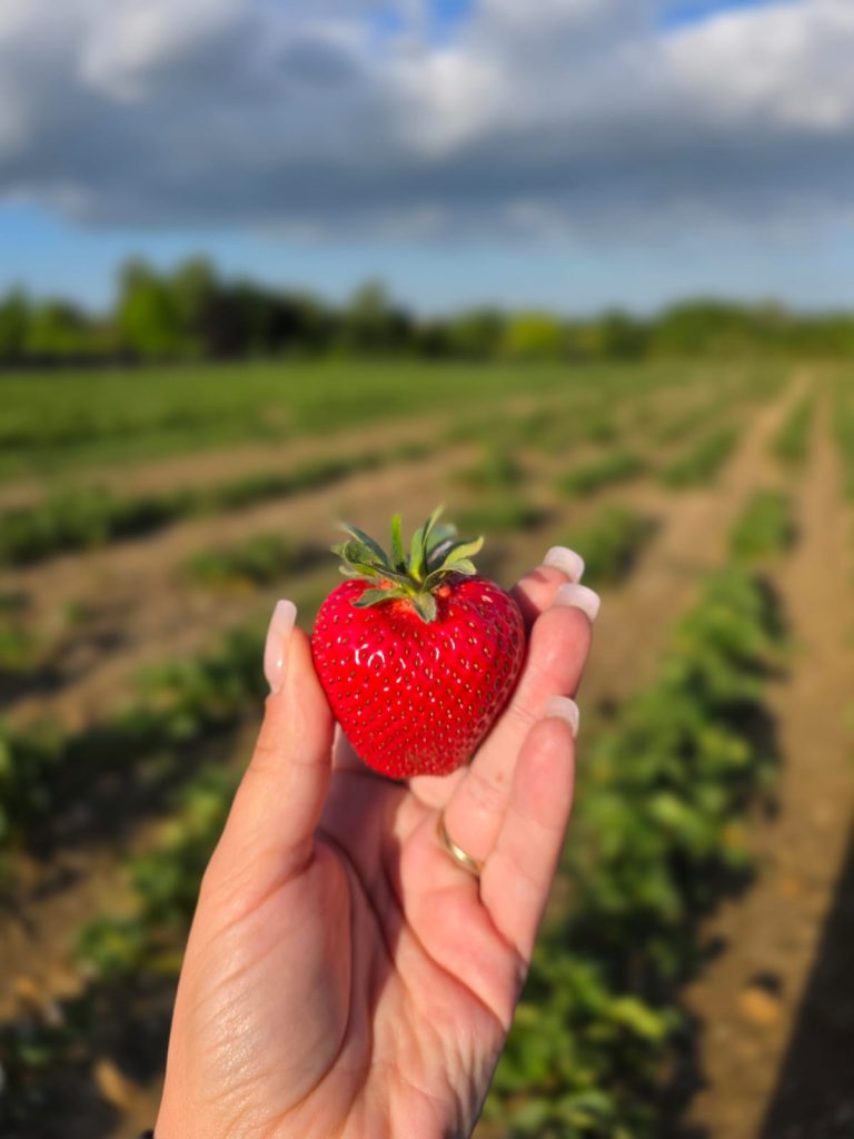 Tickets Archives - The Secret Farm