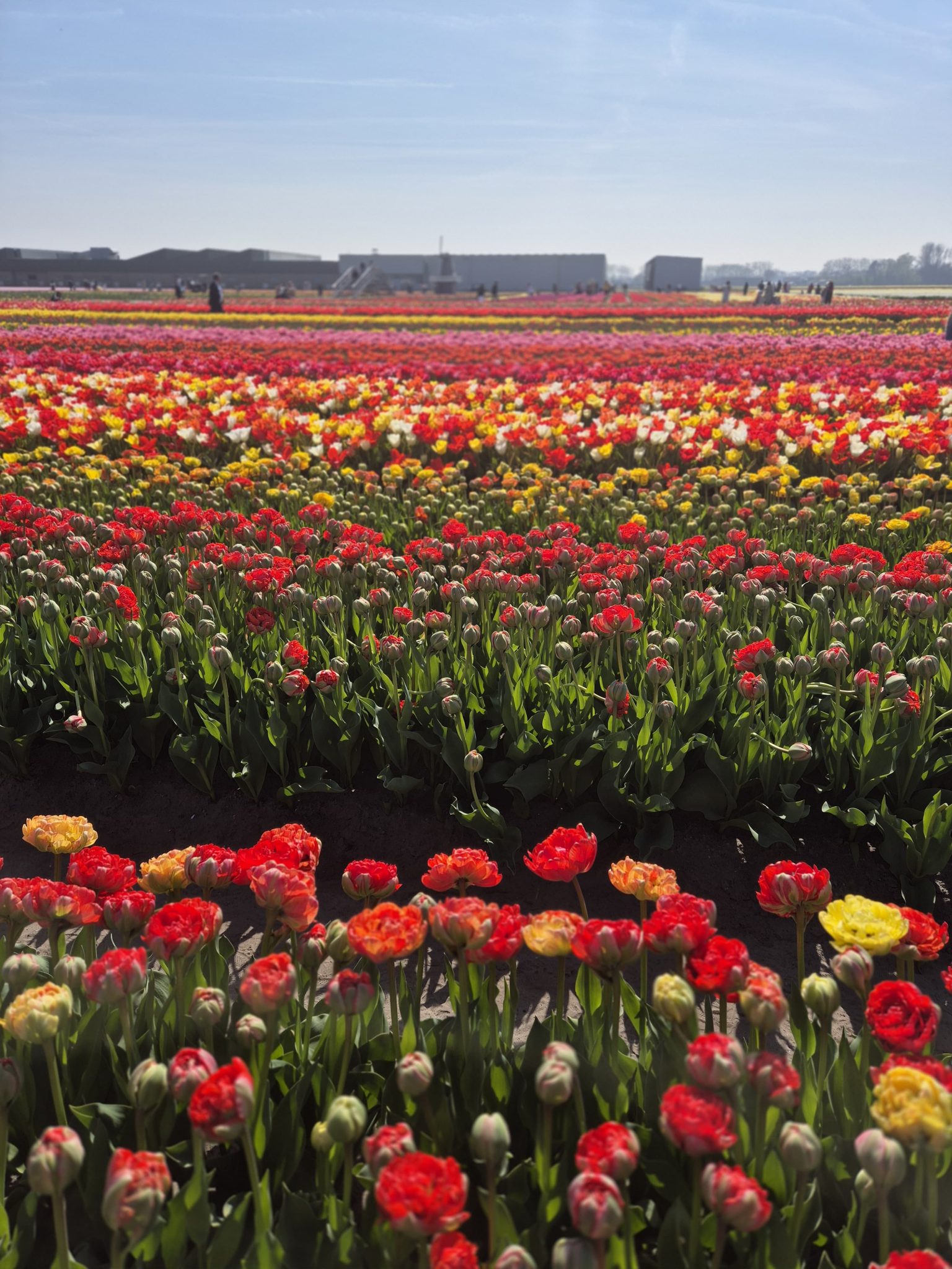 The Secret Farm - Pick Your Own - PYO in Bedfordshire