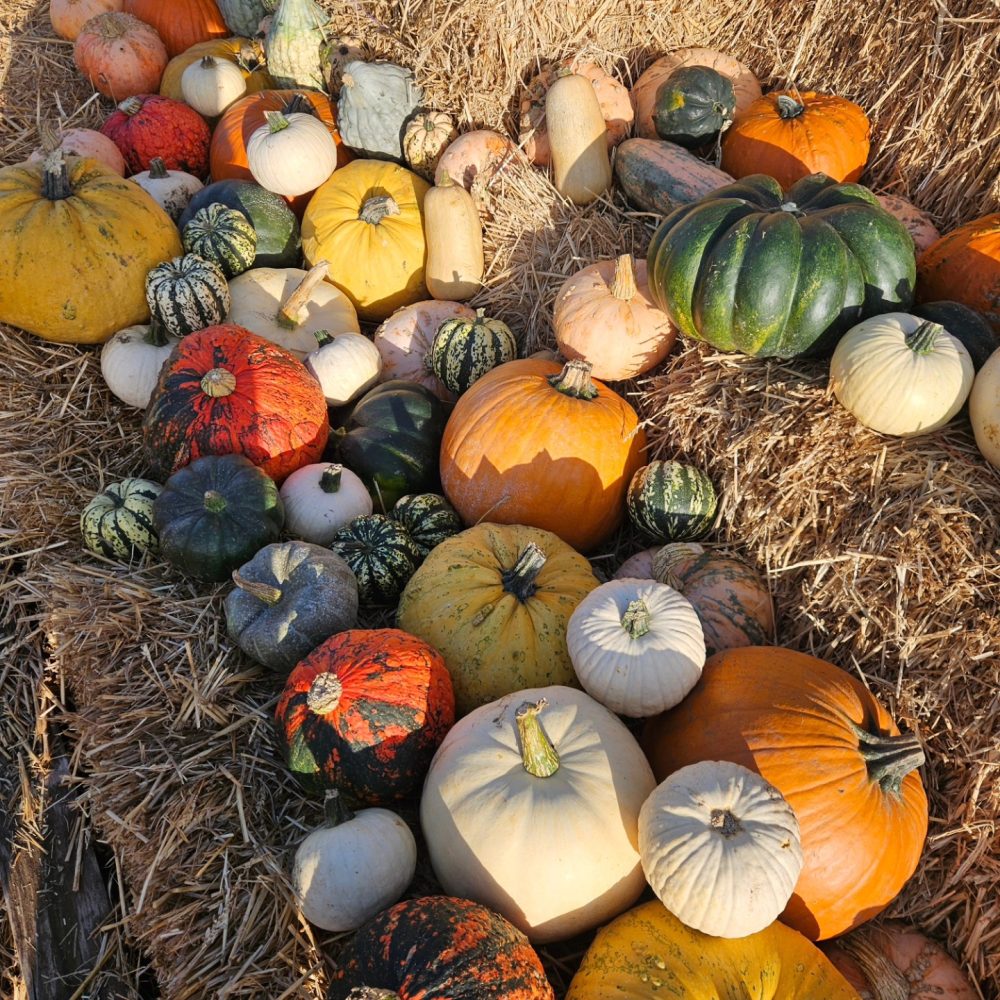 What an Amazing Opening Weekend at The Secret Farm! 🎃 - The Secret Farm ...