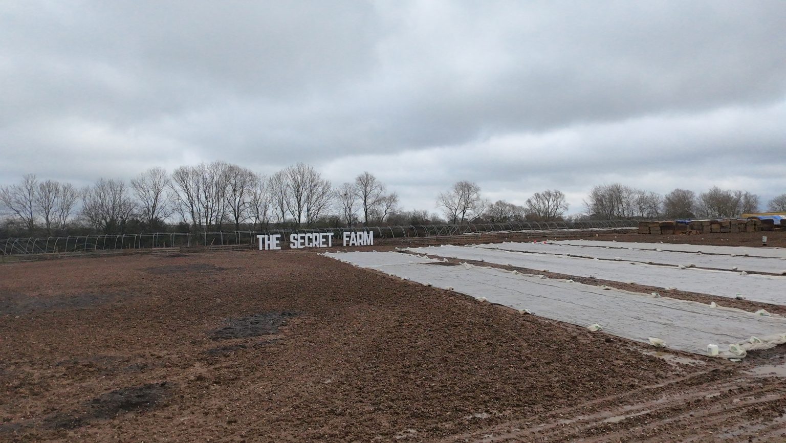 Tulips at The Secret Farm – Behind the Scenes of Our Stunning Spring ...